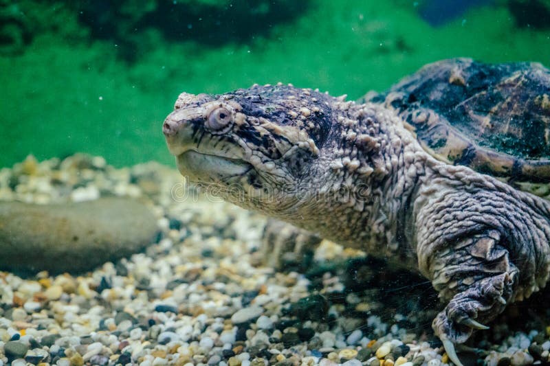 Brooding aquarium turtle stock image. Image of aquatic - 74842919