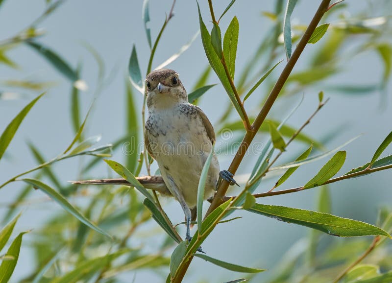The Brooding Bird on the Branch Stock Image - Image of insect, sparrow ...