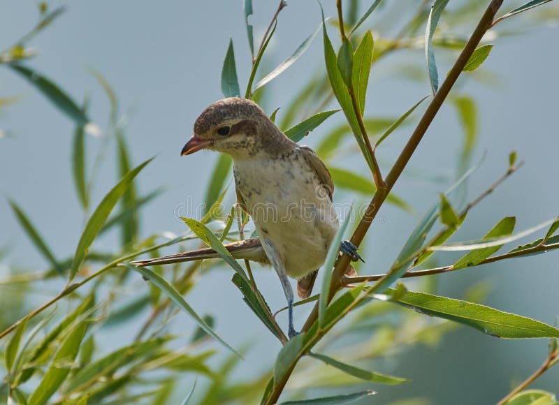 The Brooding Bird on the Branch Stock Photo - Image of grass, sparrow ...