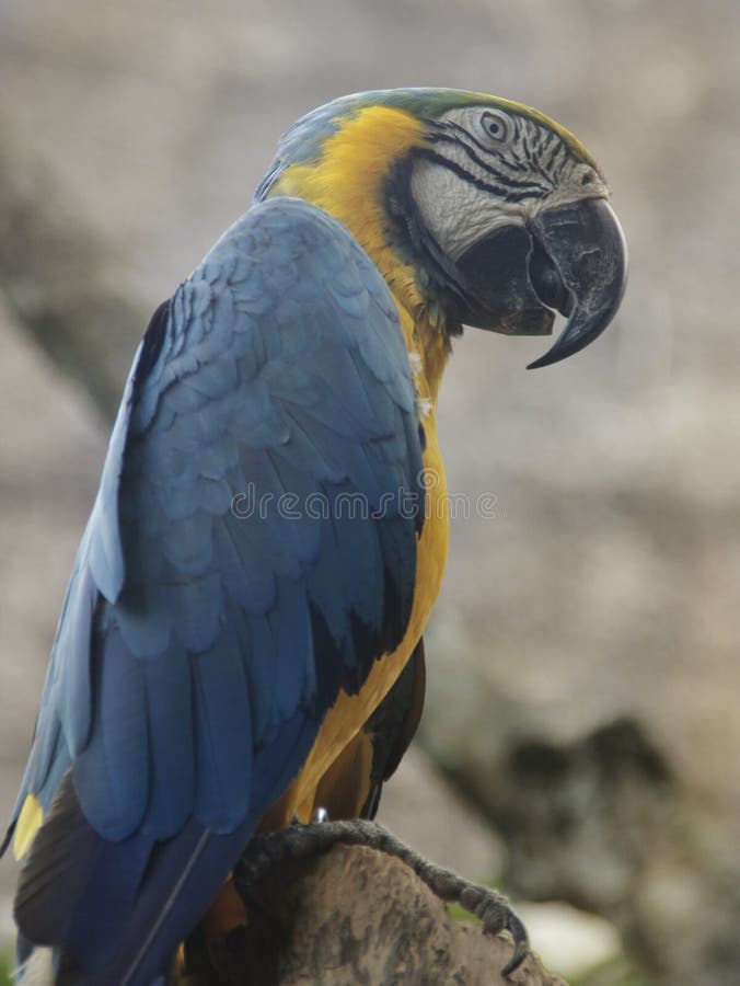 Brooding blue bird stock photo. Image of parrot, brooding - 156049130