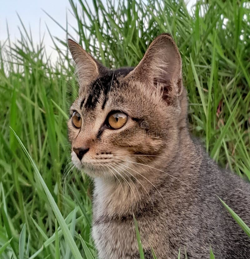 A Brooding Brown Cat with Brown Eyes Stock Image - Image of brown ...