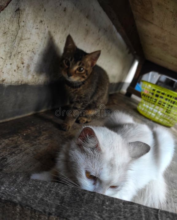 Brooding cat stock photo. Image of sale, photographed - 207074666