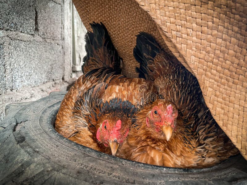 Brooding Chicken stock image. Image of time, brooding - 265082801