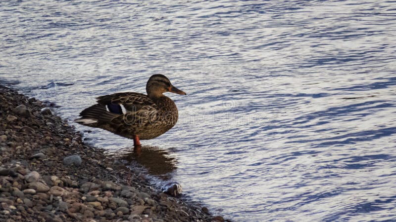 The Brooding Duck stock image. Image of water, reflection - 245869913