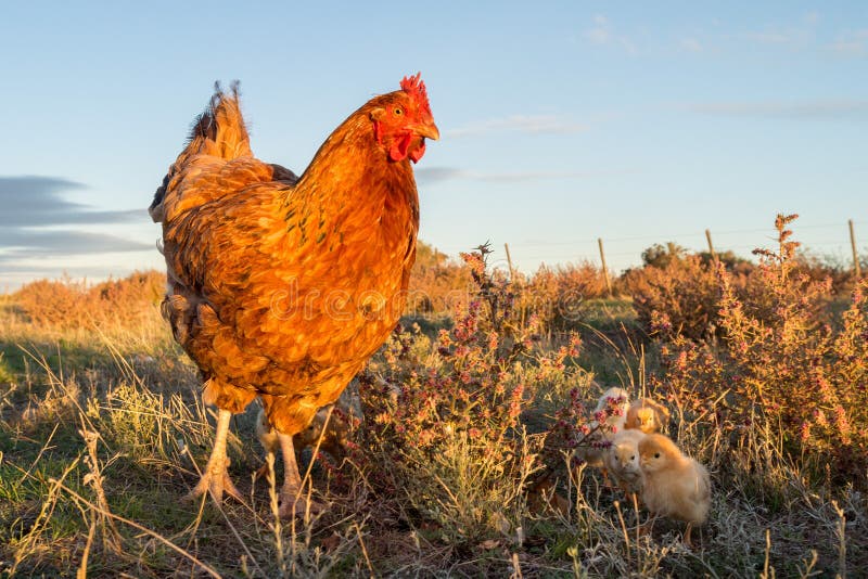 Brooding Hen and Chicks in a Farm Stock Photo - Image of chicken ...