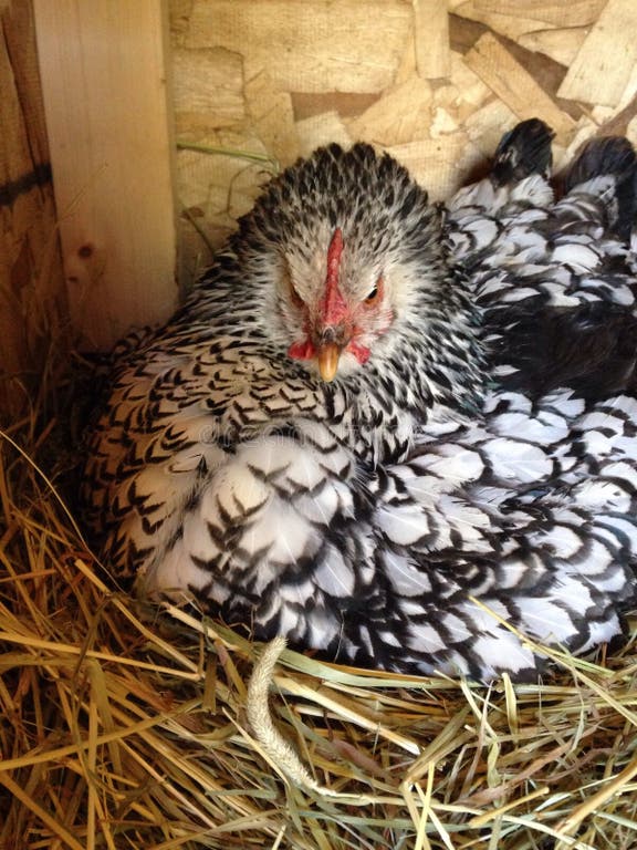 Brooding hen stock photo. Image of cochin, sitting, full - 57423892