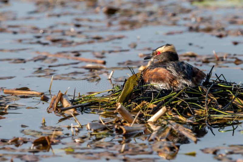 1,316 Floating Nest Stock Photos - Free & Royalty-Free Stock Photos ...