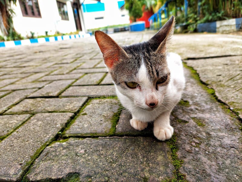 A Brooding Mother Cat while Sitting Stock Image - Image of mammal ...