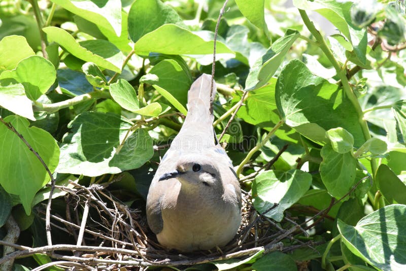 Brooding pigeon stock image. Image of bird, surrounded - 162600125
