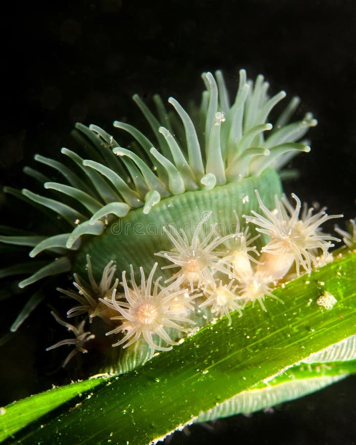 Brooding sea anemone stock photo. Image of juveniles - 21219782