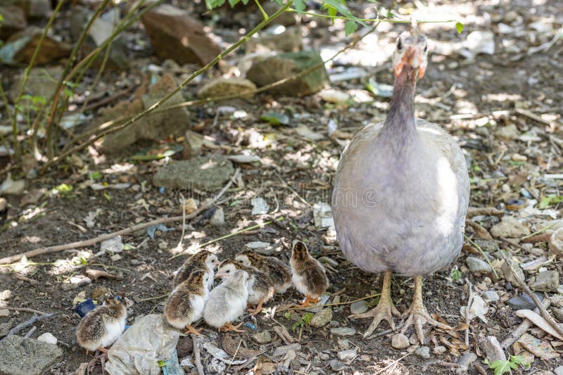 Broody Guinea Fowl Hen with Keats Stock Image - Image of guinea, coral ...