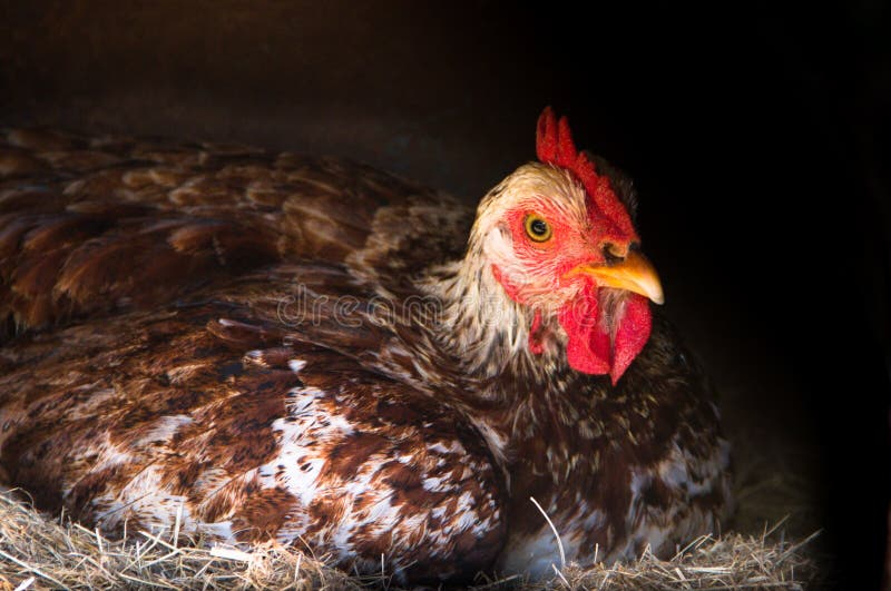 Broody Hen Brooding in the Nest of the Farm Stock Image - Image of ...