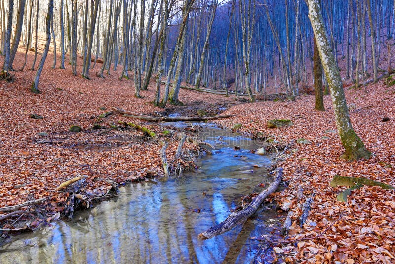 Brook in autumn forest stock photo. Image of tree, motion - 36050602