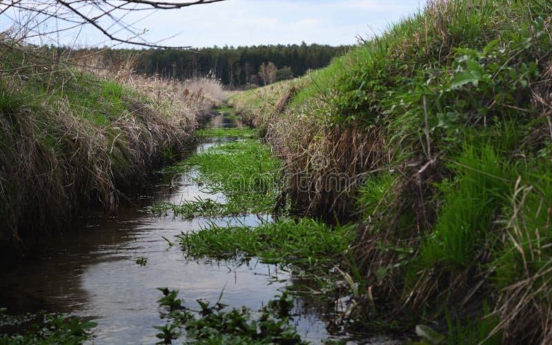 The Brook on the Background of the Forest Stock Photo - Image of forest ...