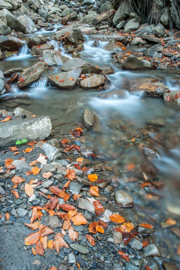 Brook stock image. Image of forest, nature, leaf, river - 33597625
