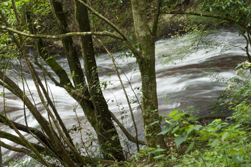 Brook from among trees stock photo. Image of freshness - 125403952
