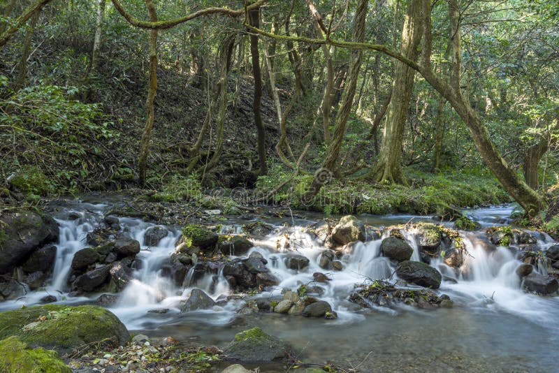 Brook Flowing on Stones Step Stock Image - Image of nature, landscape ...