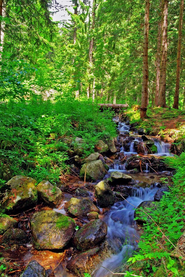Beautiful Brook in the Forest Stock Image - Image of countryside, leaf ...