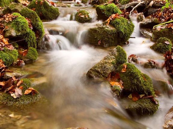 Brook in the forest stock image. Image of green, autumn - 264897