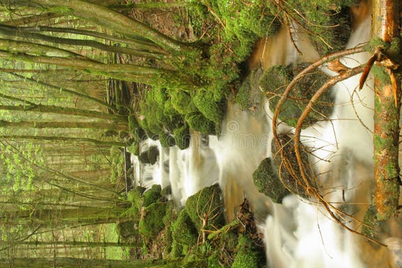 Brook in forest stock image. Image of danger, high, landscape - 756173