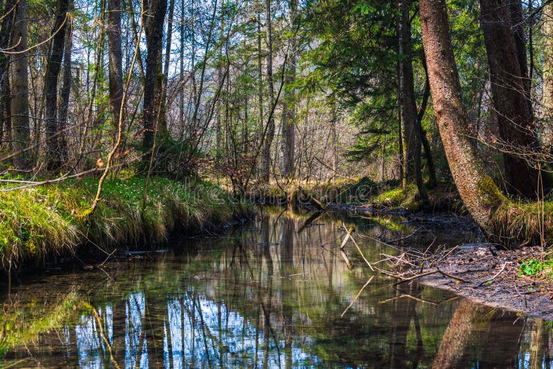 Brook in the forest stock image. Image of river, beautiful - 2926447