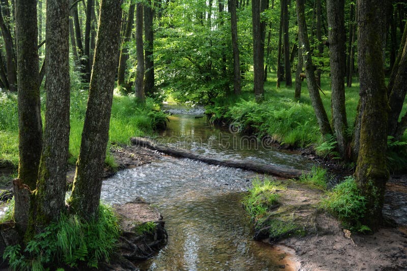 Brook in the forest stock image. Image of nant, tree, watercourse - 1298245