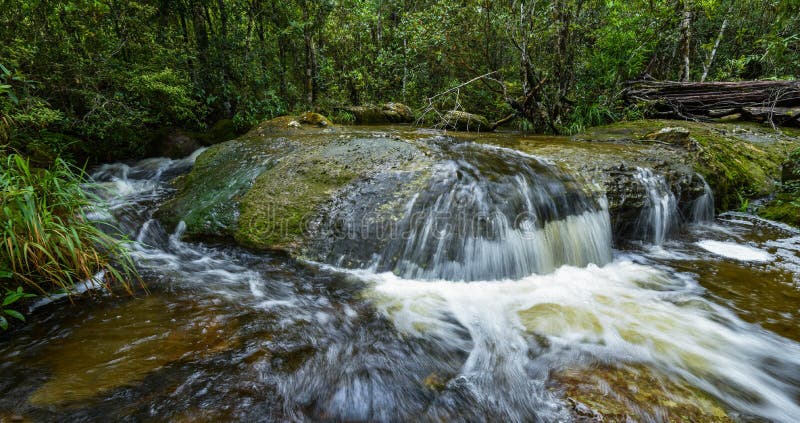 Brook in forest stock image. Image of nature, flow, descent - 77307027