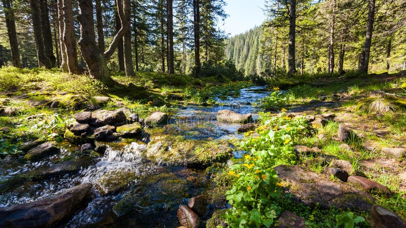 Brook in the forest stock image. Image of creek, forest - 74566053