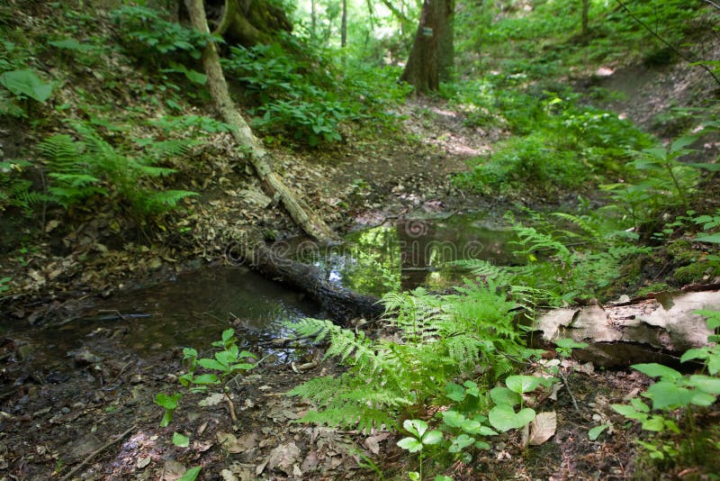 Brook forest stock photo. Image of trunk, water, rivulet - 72334492