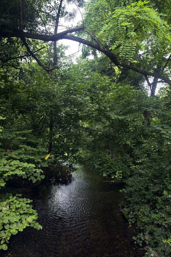 Brook in a Forest with Trees Arching on it Stock Photo - Image of creek ...
