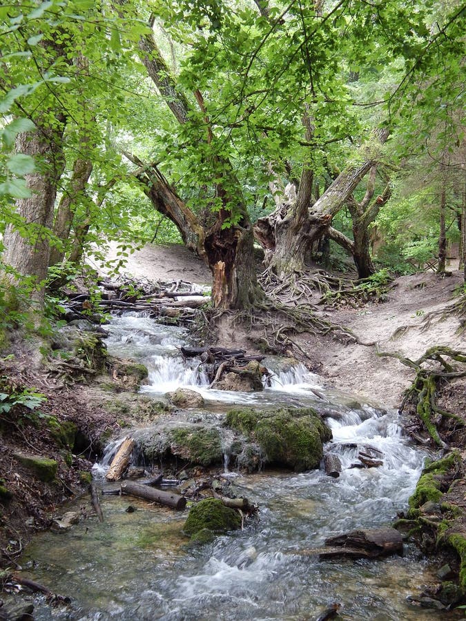 Brook in the forest stock photo. Image of water, beautiful - 36409588