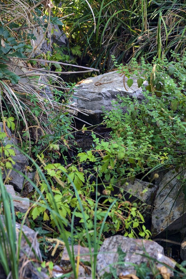Brook in the Shade Bordered by Rocks and Plants in a Park Stock Image ...