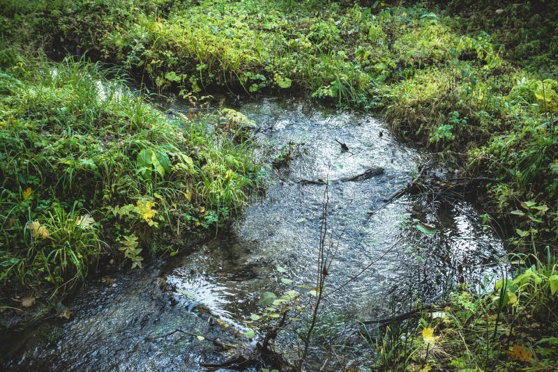 Brook small river stock image. Image of leaves, nature - 103581541