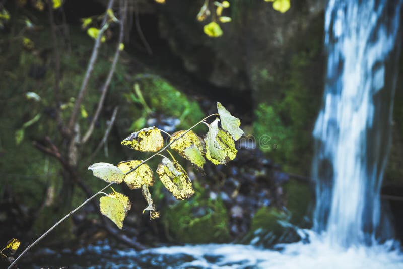 Brook small river stock photo. Image of selective, small - 103581164