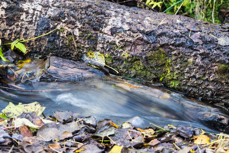 Brook small river stock photo. Image of relaxation, trees - 103581198