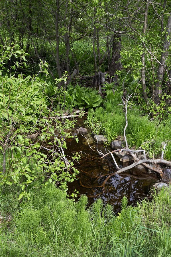 Brook in spring forest stock photo. Image of seasonal - 152852756