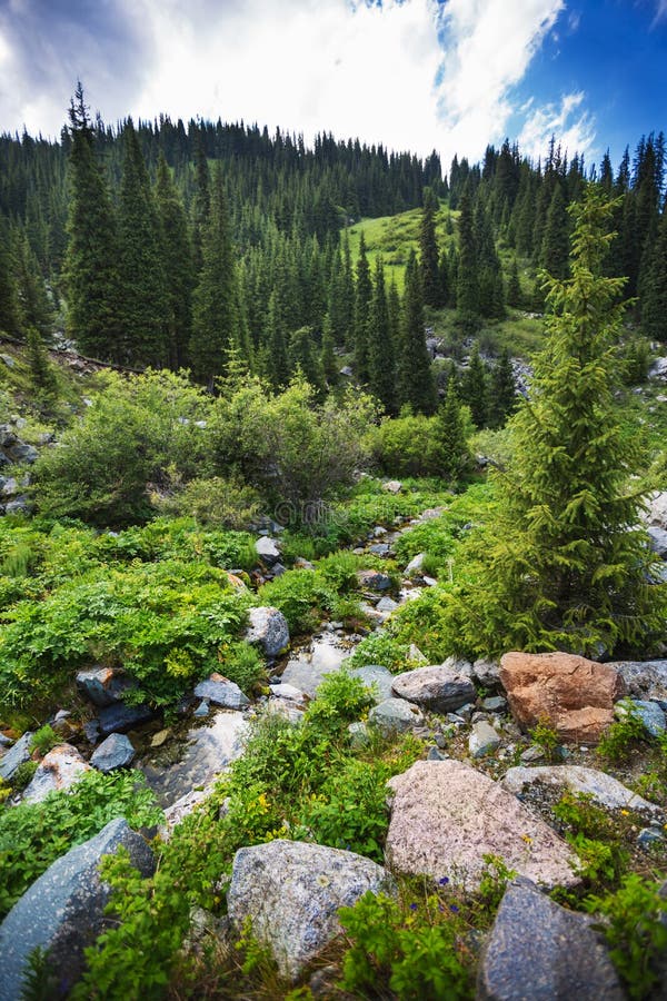 Brook Stream Water Nature Summer Stock Image - Image of clean ...