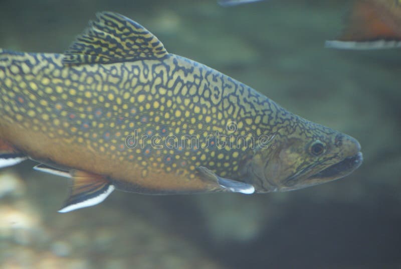 Brook trout editorial photo. Image of fins, swimming - 217503141