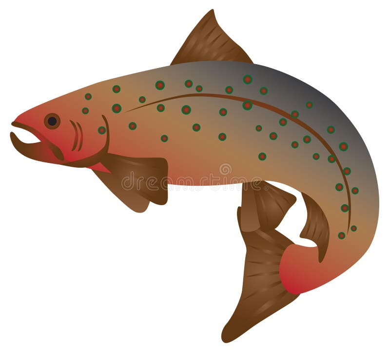 Brook Trout Color Vector Illustration Stock Vector - Illustration of ...