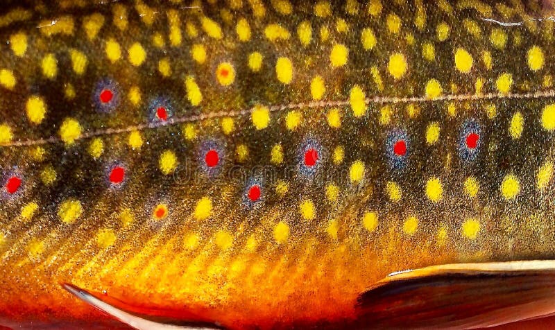 Brook Trout Colors stock image. Image of brookies, trout - 103256681
