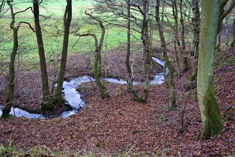 Forest brooklet stock photo. Image of beauty, creek, scenic - 26863350
