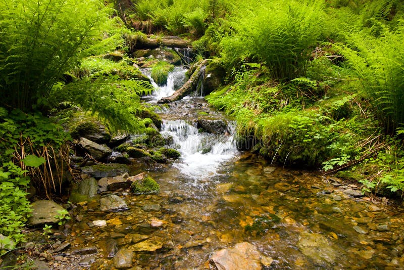 690 Brooklet Stock Photos - Free & Royalty-Free Stock Photos from ...