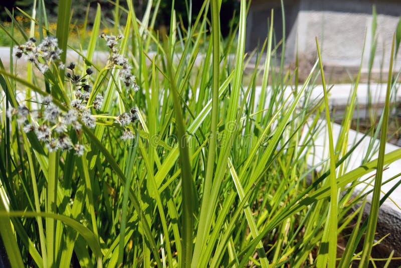 Brooklime stock photo. Image of wild, plants, herbs - 237448658