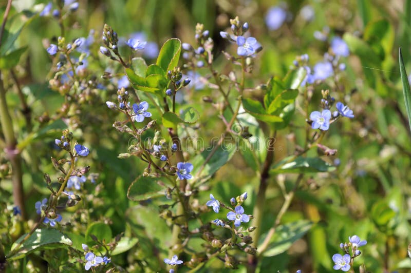 Brooklime - Veronica Beccabunga Stock Photo - Image of horizontal ...