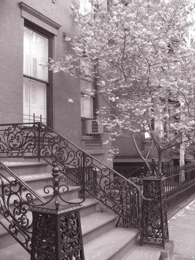 Historic Brooklyn Brownstones Stock Photo - Image of trees, monochrome ...