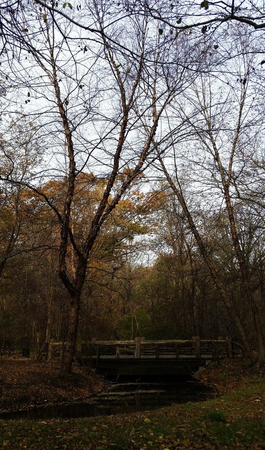 Brooklyn Park in the Fall. Trees in the Park in Autumn Stock Photo ...