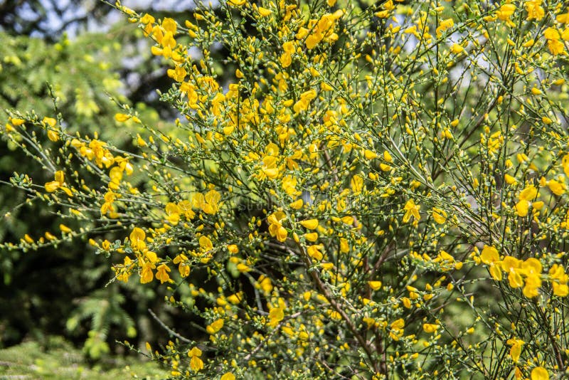 Broom Bush stock image. Image of landscape, devon, dartmoor - 44798947