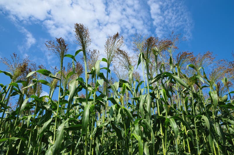Broom Corn stock image. Image of farming, farmland, stalks - 30873749
