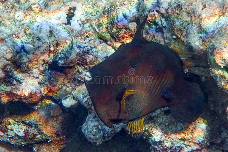 Broom Filefish in Red Sea, Egypt, Stock Photo - Image of filefish ...