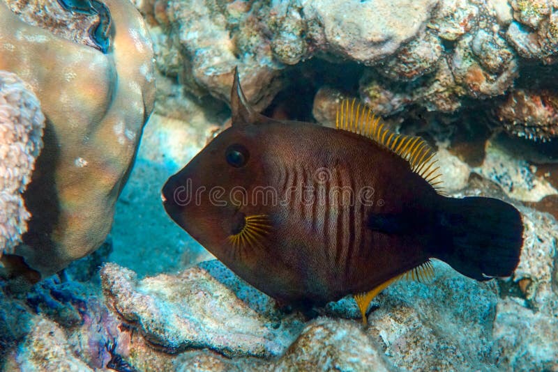 Broom Filefish in Red Sea, Egypt, Stock Photo - Image of undersea ...